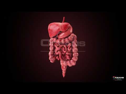 Digestive System Model with 3D Animation – Artificial Intelligence ...