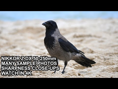NIKKOR Z DX 50-250mm - Sample Photos in 4K