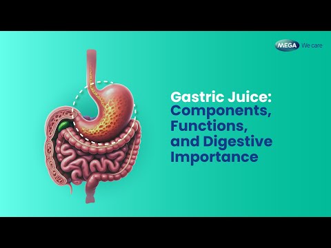 Gastric Juice Components, Functions, and Digestive Importance