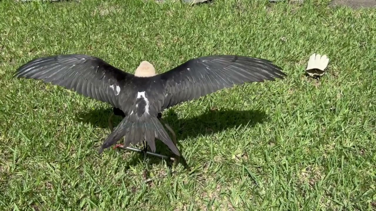 Swallow-tailed Kite Rescue, Release & Tracking