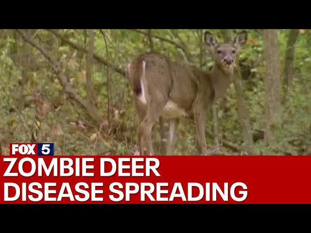 Can the ‘Zombie deer disease’ spread to humans? All about the CWD ...