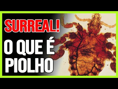 O QUE É PIOLHO