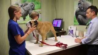 3 Best Veterinary Clinics in Buffalo, NY - Expert Recommendations