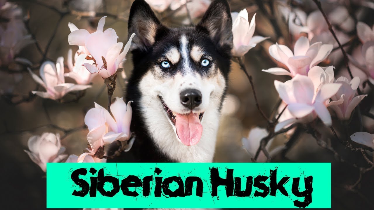 Siberian Husky Wallpapers !! Siberian Husky Photos !! Essence Wallpaper !!