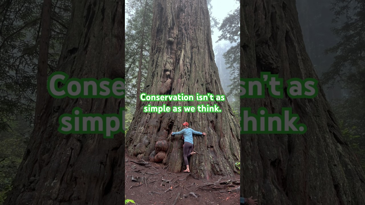 I’m rethinking what it means to protect trees. ￼