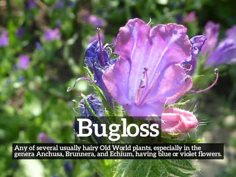 What is Bugloss? | How to Say Bugloss in English? | How Does Bugloss Look?