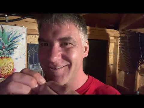 2023 05 10 The Shed! with Ness Bermuda Sour 7g