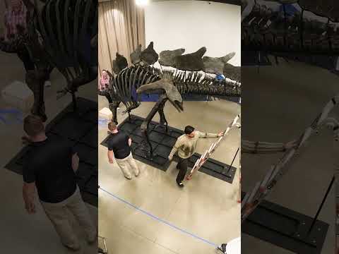 Building Apex, One of the Largest Stegosaurus Fossils
