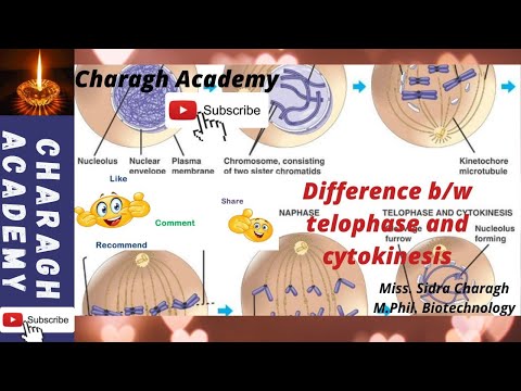 What is the Difference Between Telophase and Cytokinesis?