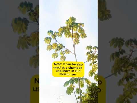 Trumpet Leaf/Bois cano Benefits - No one tells you about it! #trumpetbush, #bacano