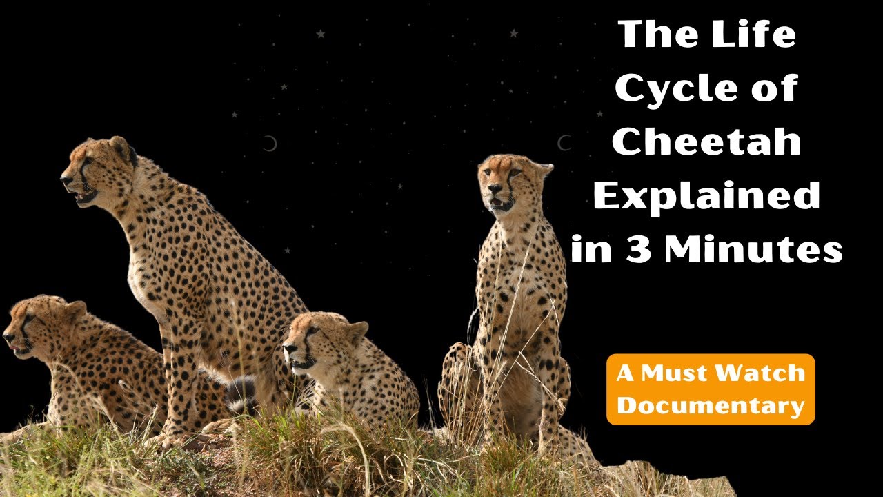 The Life Cycle of  Cheetah Explained #wildlife #cheetah #cats #bigcats