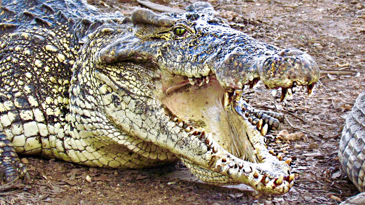 The Critically Endangered Cuban Crocodile!