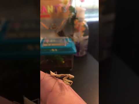 Mantis names in the comments