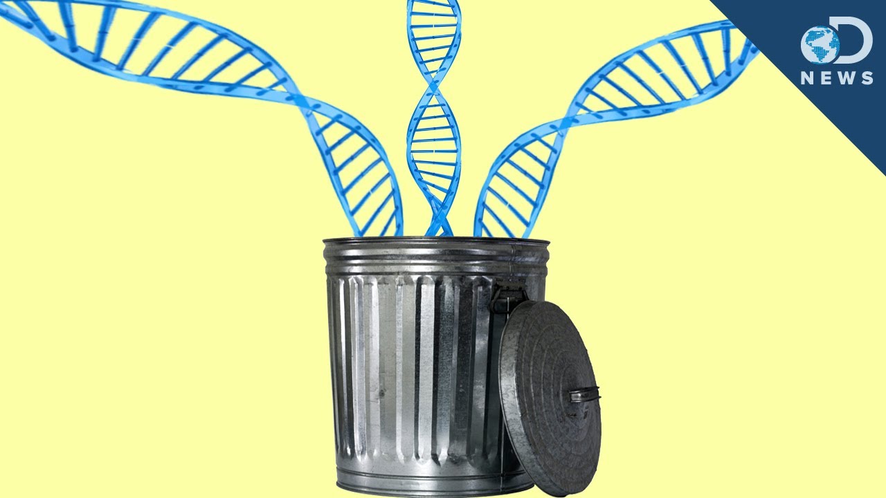 98% of Your DNA is Junk