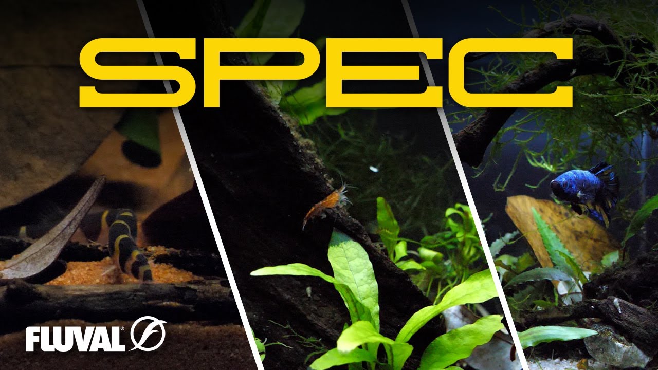 Spec Aquarium Kit, 2.6 US Gal / 10 L - Fluval USA
