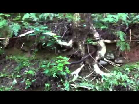 Charles Sanders Peirce on the Method of Tenacity | Prometheus Unbound