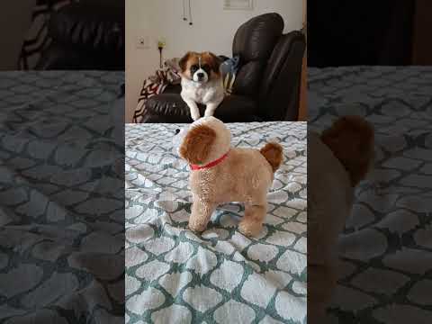 DogToy. Dog Reaction on Dog Toy . #dog #puppy #reaction #toys #baby #life #today #amazon #products