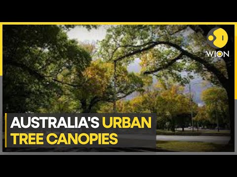 Future of Australia's urban tree canopies | WION Climate Tracker