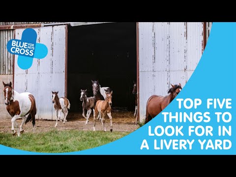 Top Five Things To Look For In A Livery Yard | Blue Cross Pet Advice