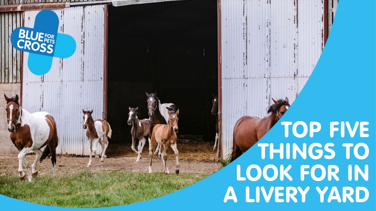 Top Five Things To Look For In A Livery Yard | Blue Cross Pet Advice
