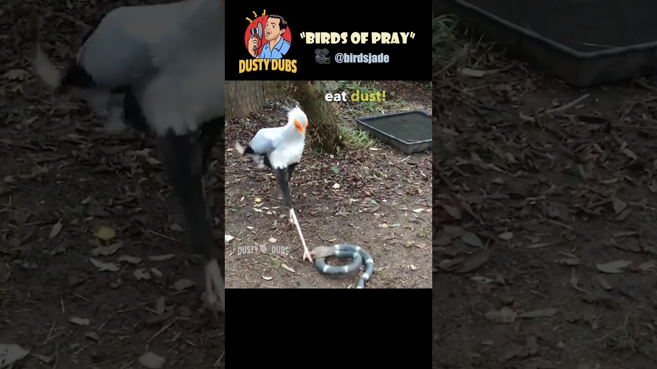 🙌🏼 Birds of Pray 🎥: birdsjade on IG (JM) #shorts