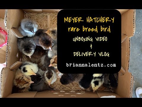 Meyer Hatchery Rare Chicken Breed Delivery Vlog and Unboxing