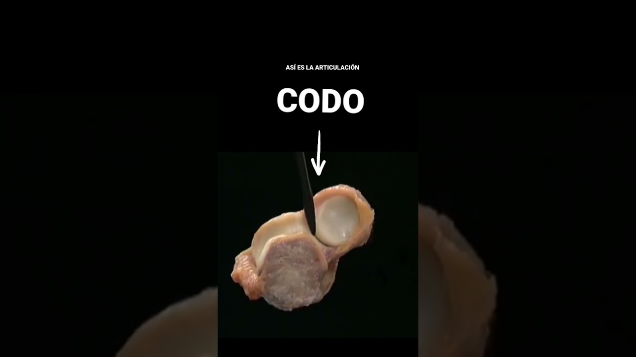 ASÍ ES TU CODO 🤯 #shorts #gym #anatomia