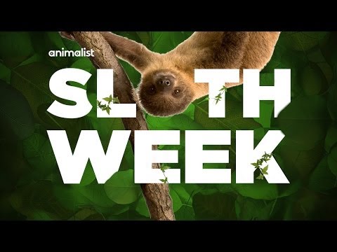 Prepare for Sloth Week.. (coming soon) – NBC 101 celebrating 10 years ...