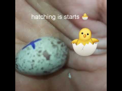 What happens inside of #Sparrow's #egg from day 1 to #hatch egg & full prosses how to help to hatch