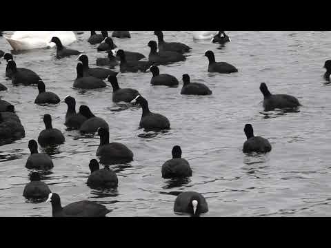 A mass of Coots