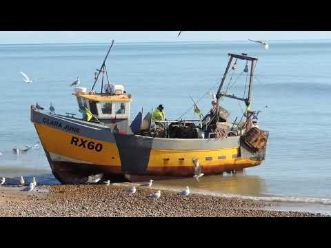 Clara June RX60 Hastings