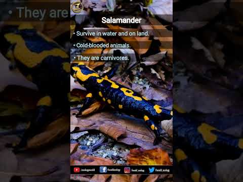 Salamander |Random Facts Need to know|