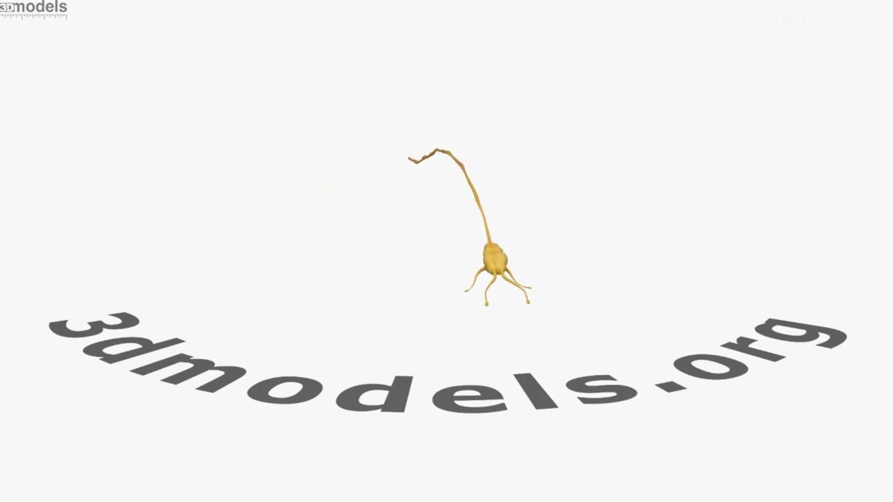 Fish Nervous System 3D model by 3DModels.org