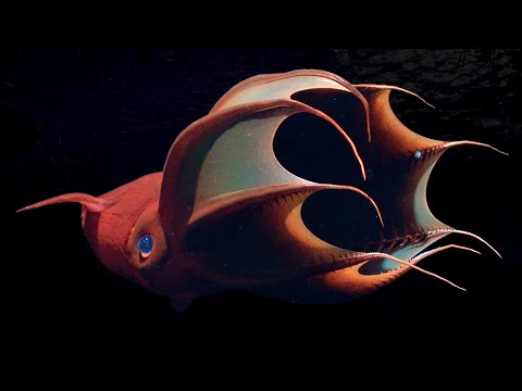 Top Amazing Facts About Vampire Squid - Curious Creatures