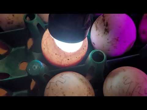 Candling Duck Eggs! Day 13, 14 and 15!