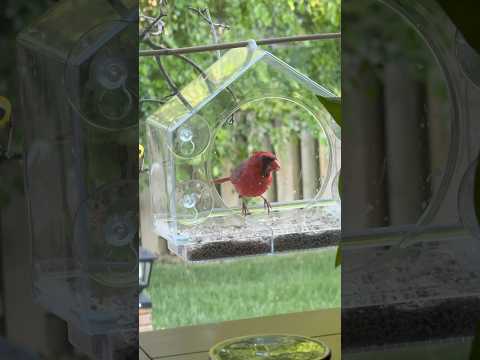Red cardinal! 😍 #birds #bird #animals #animals #cardinal #redcardinal #northerncardinal #wildlife