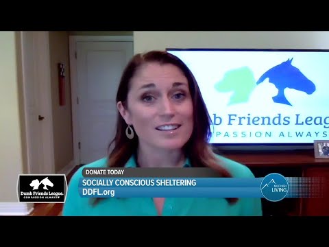 Dumb Friends League // Help Pets In Need // DDFL.org