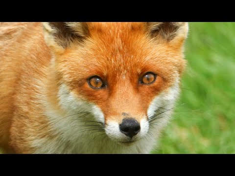Animals With Human-Like Characteristics
