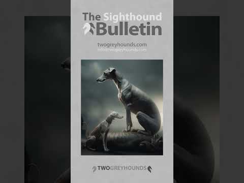 The Sighthound Bulletin 4