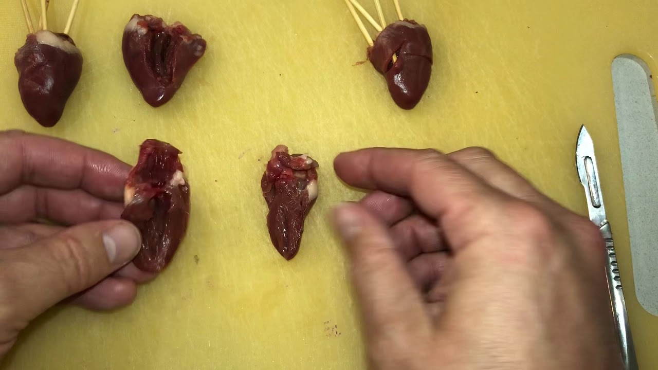 Chicken Heart Dissection