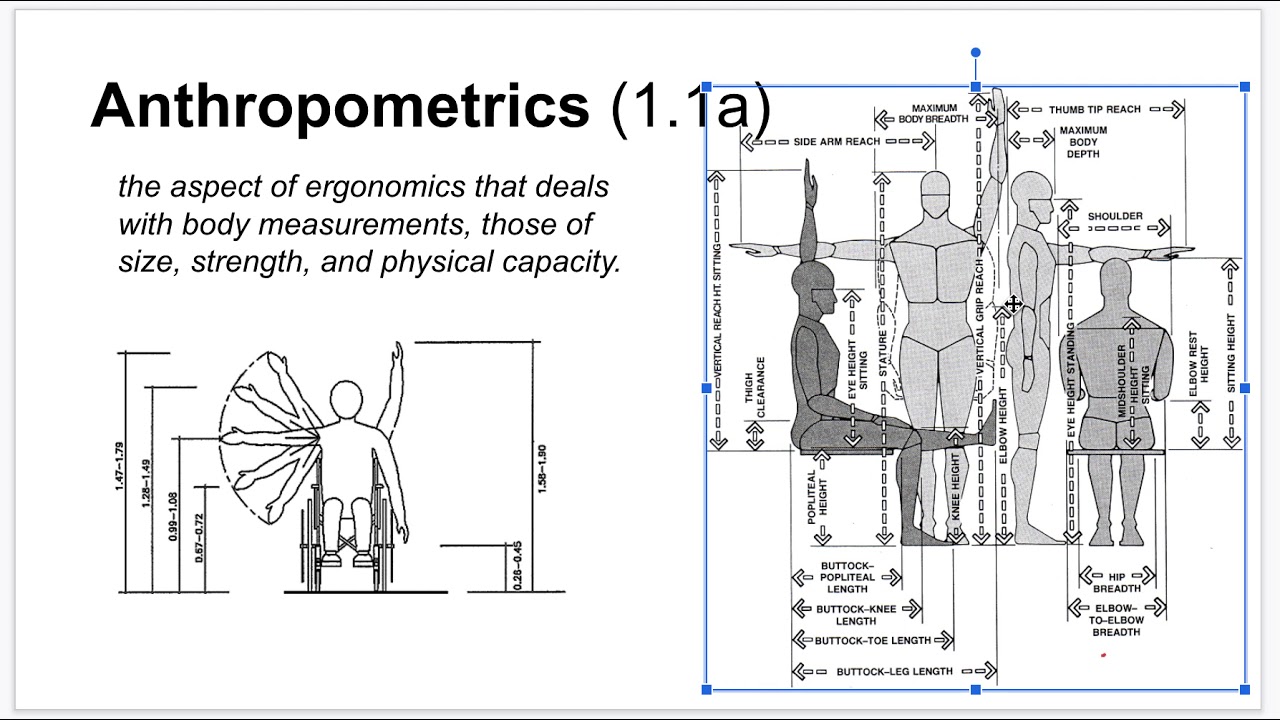 Understanding Anthropometrics: The Science of Human Measurements ...