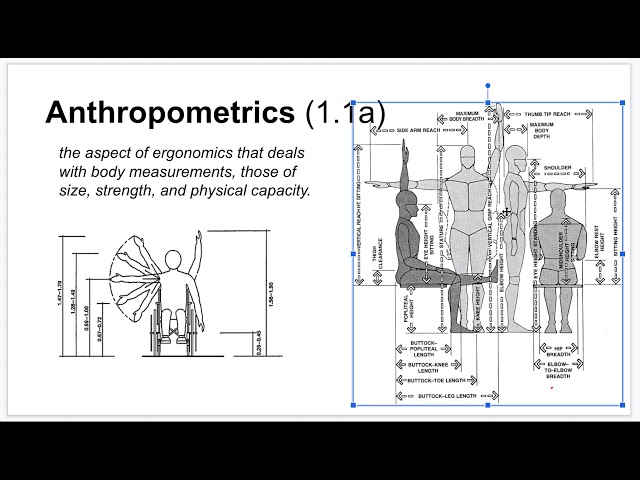 Understanding Anthropometrics: The Science of Human Measurements | Galaxy