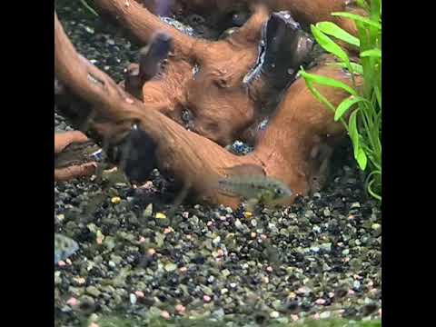 apistogramma borelli