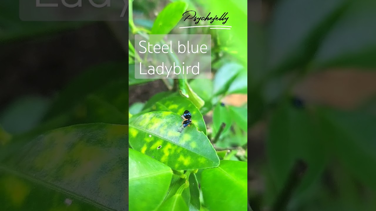 Steel blue Ladybird #bugs #Ladybird #blue #insects