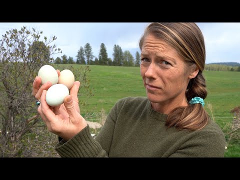 Cage free, free range, pasture raised eggs - why labels deceive