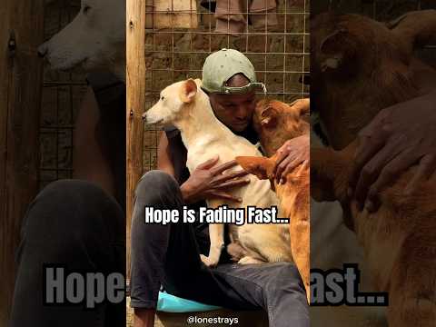 They Were Rescued… Now They’re Losing Their Home! #dogshelter #gofundme #shorts