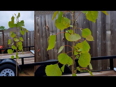 Q&A –What is this tree? A: Eastern Cottonwood