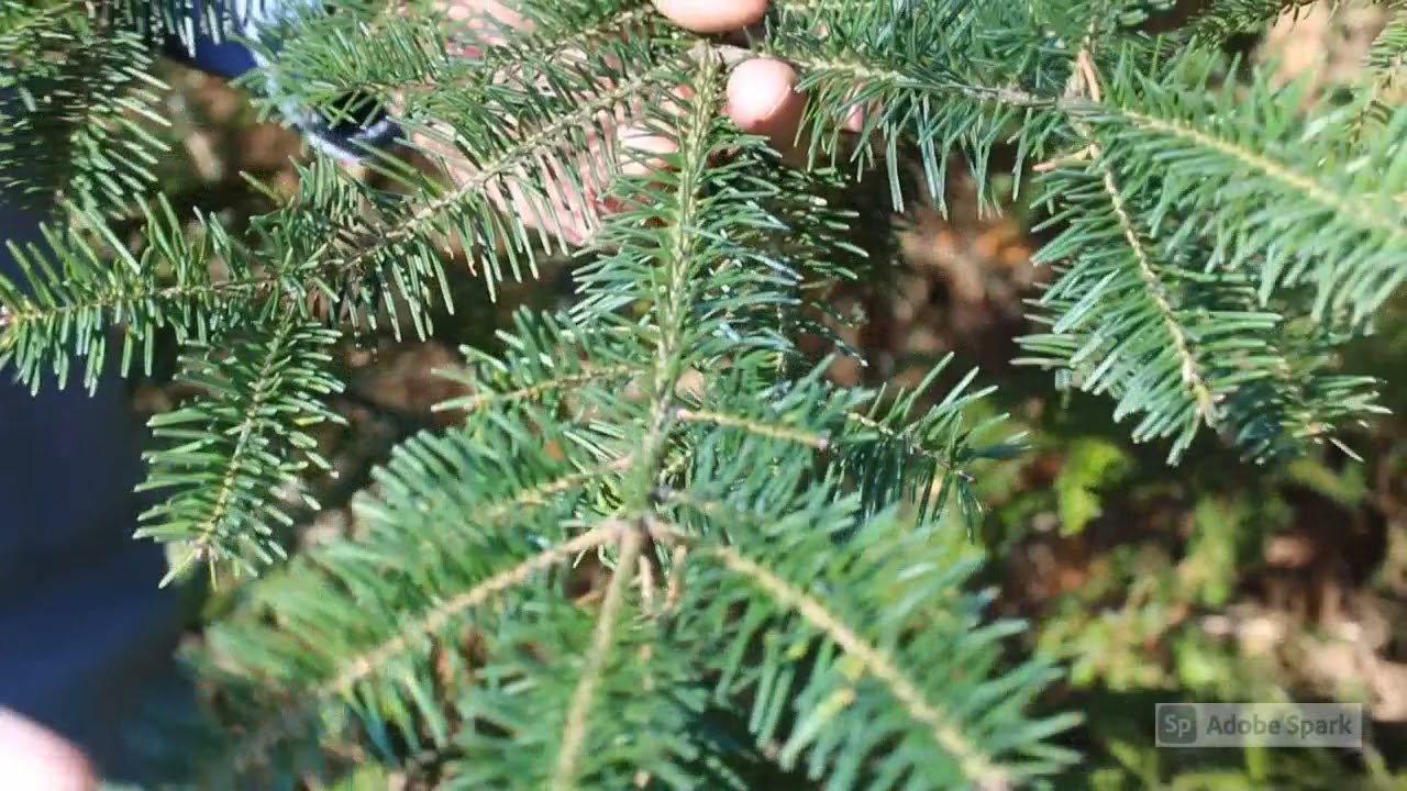 Tipping in the Downeast Lakes Community Forest