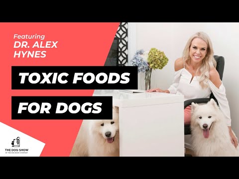 An Expert Guide to Toxic Foods for Dogs with Dr. Alex Hynes (Episode 1)
