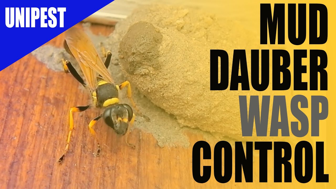 How to Control Mud Dauber Wasps | DIY Pest Control | Pest Control Santa Clarita